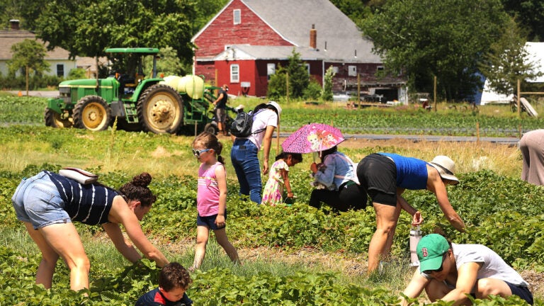 Are millennials really 'killing' U-pick farms? Maine column sparks debate.