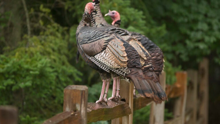 What you need to know about the proposed changes to turkey hunting in ...