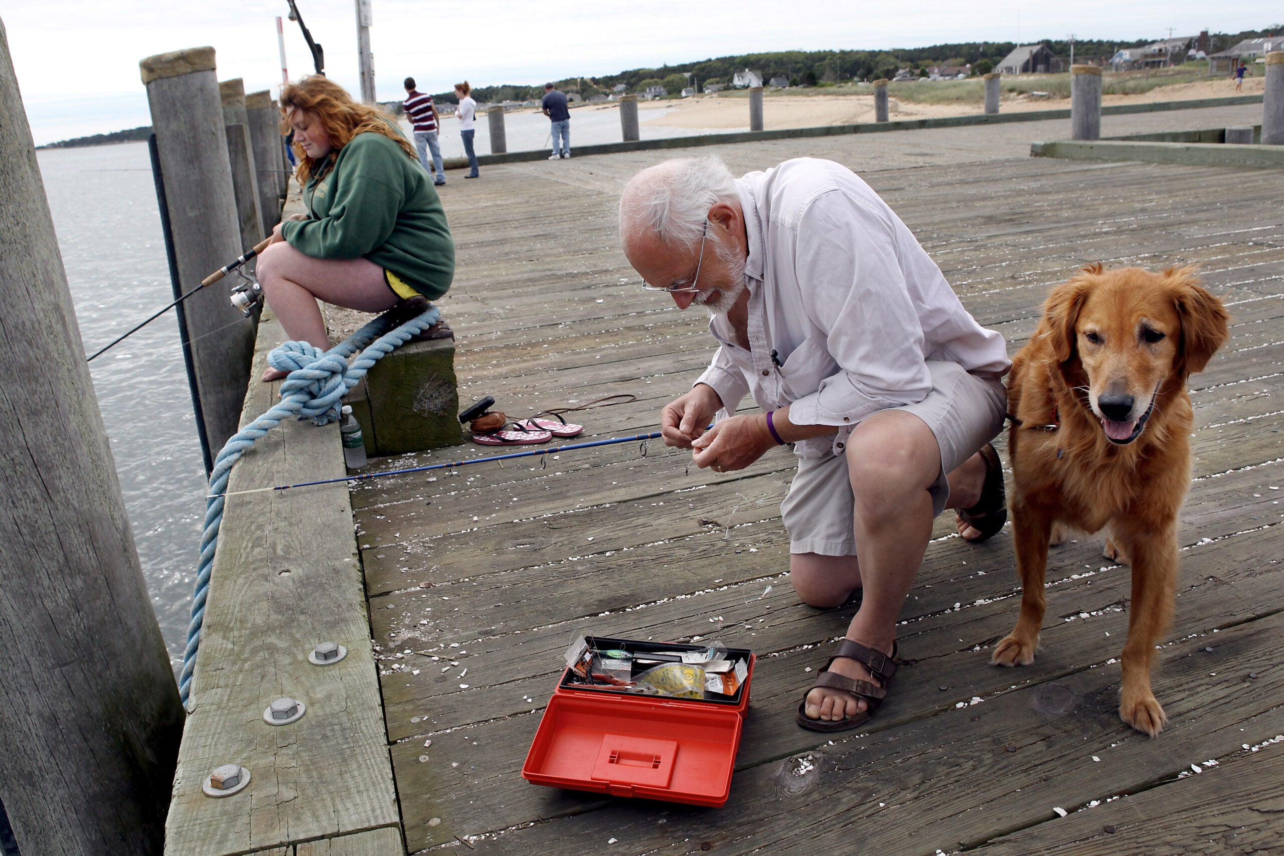 Bear’s foray on Cape Cod finally ends