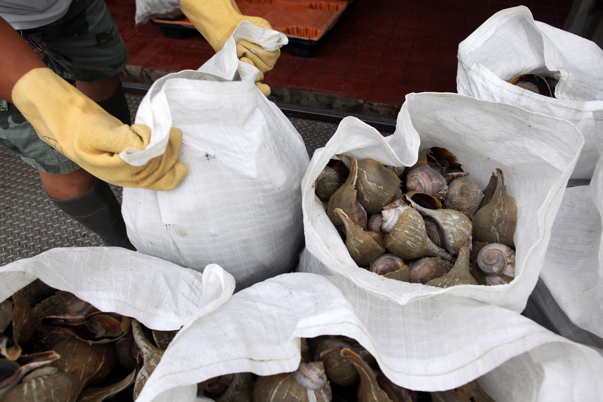 Conch fishery lucrative, imperiled