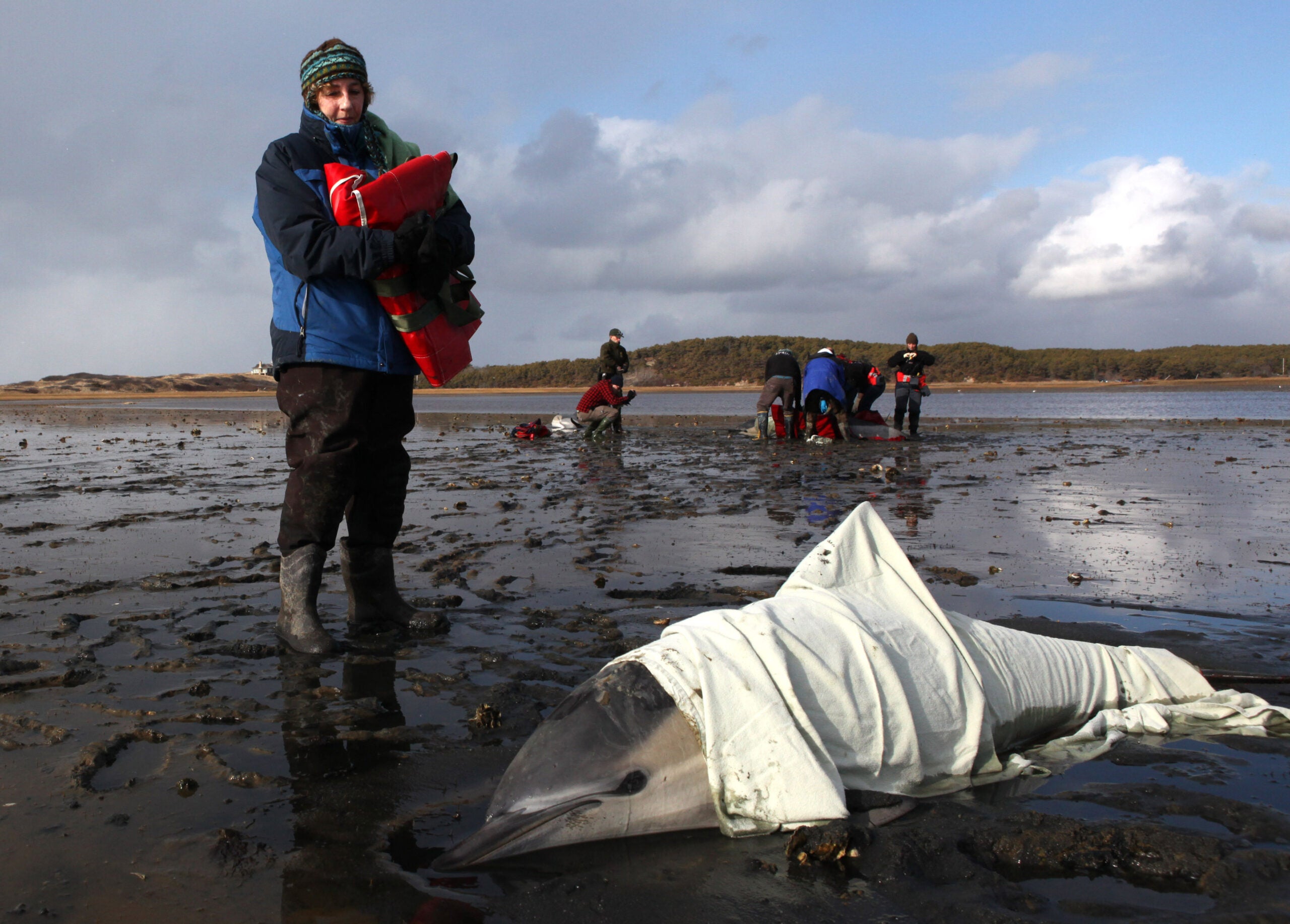 Research urged into ‘troubling and tragic’ Cape Cod dolphin strandings ...