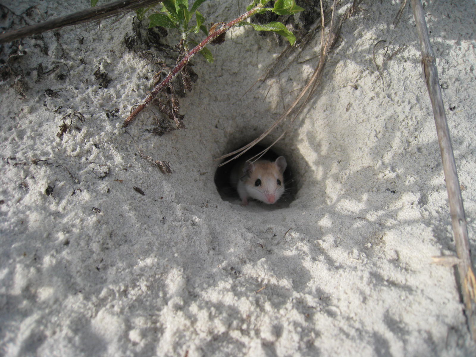 Mouse burrow-building helps elucidate connections between genes, behavior