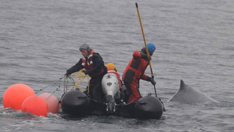 Humpback whale off Cape Cod freed from fishing gear entangling its tail