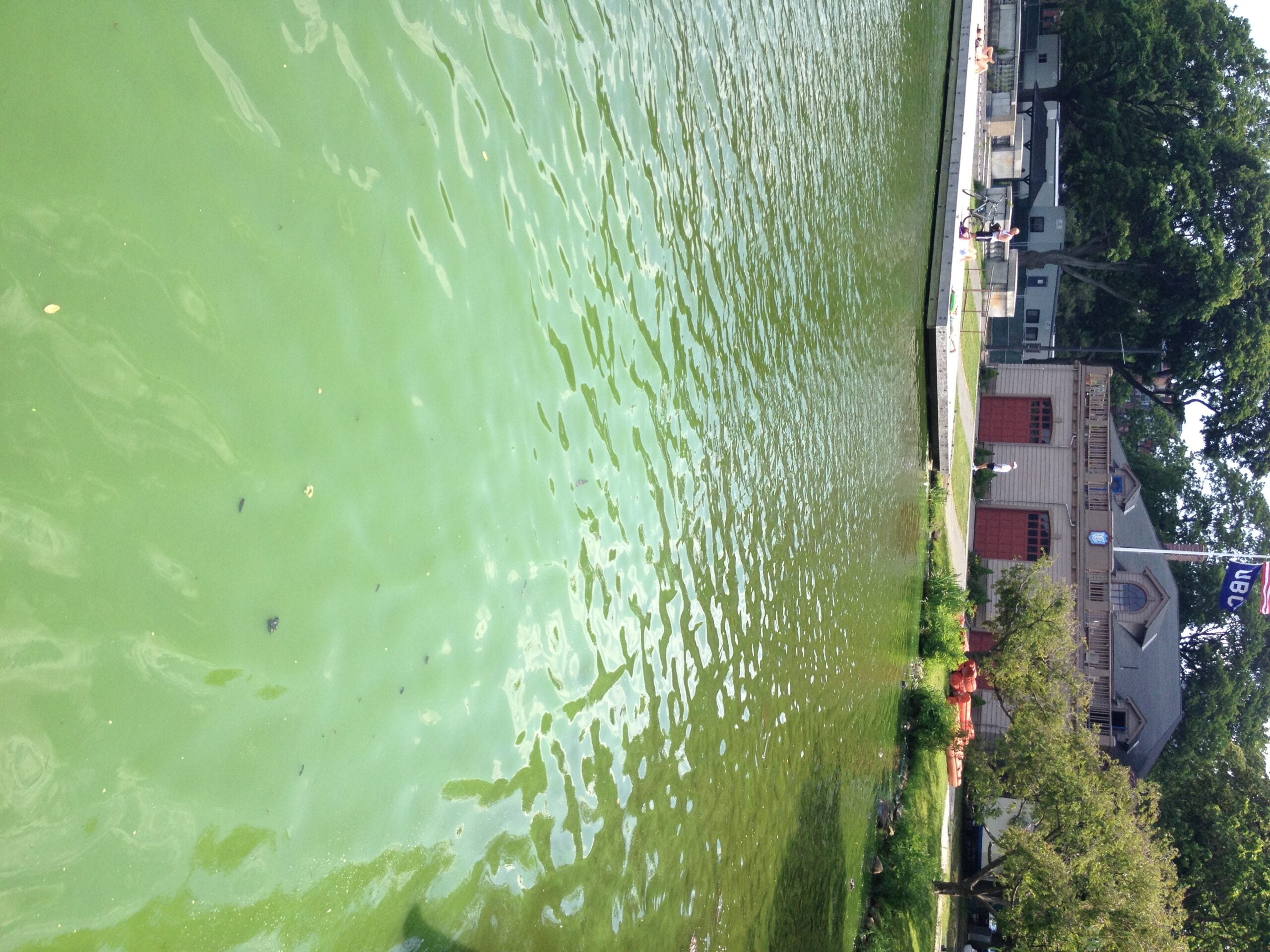 Potentially toxic algae bloom starts early in Charles River