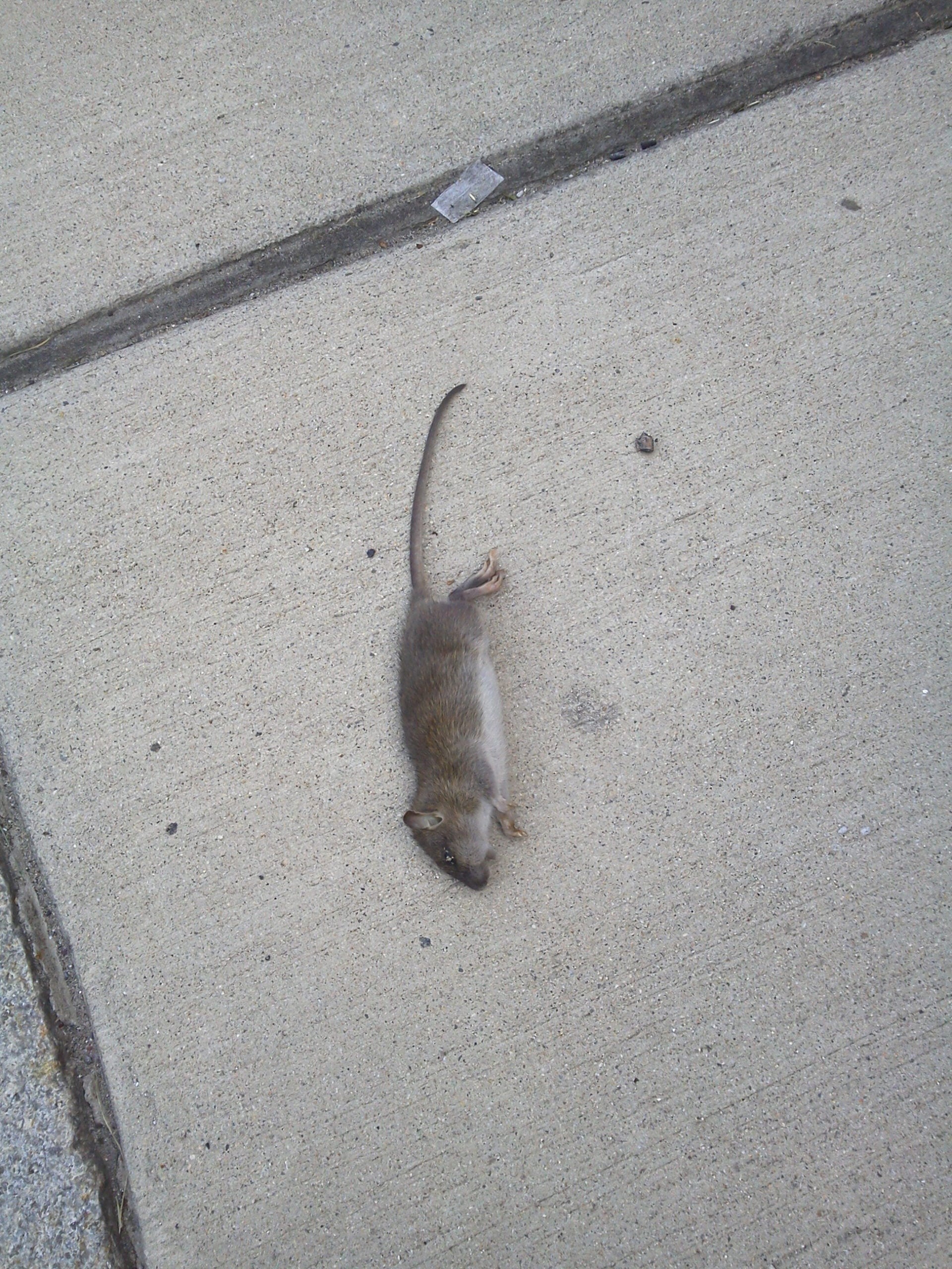 Rat problems continue to spread in Revere