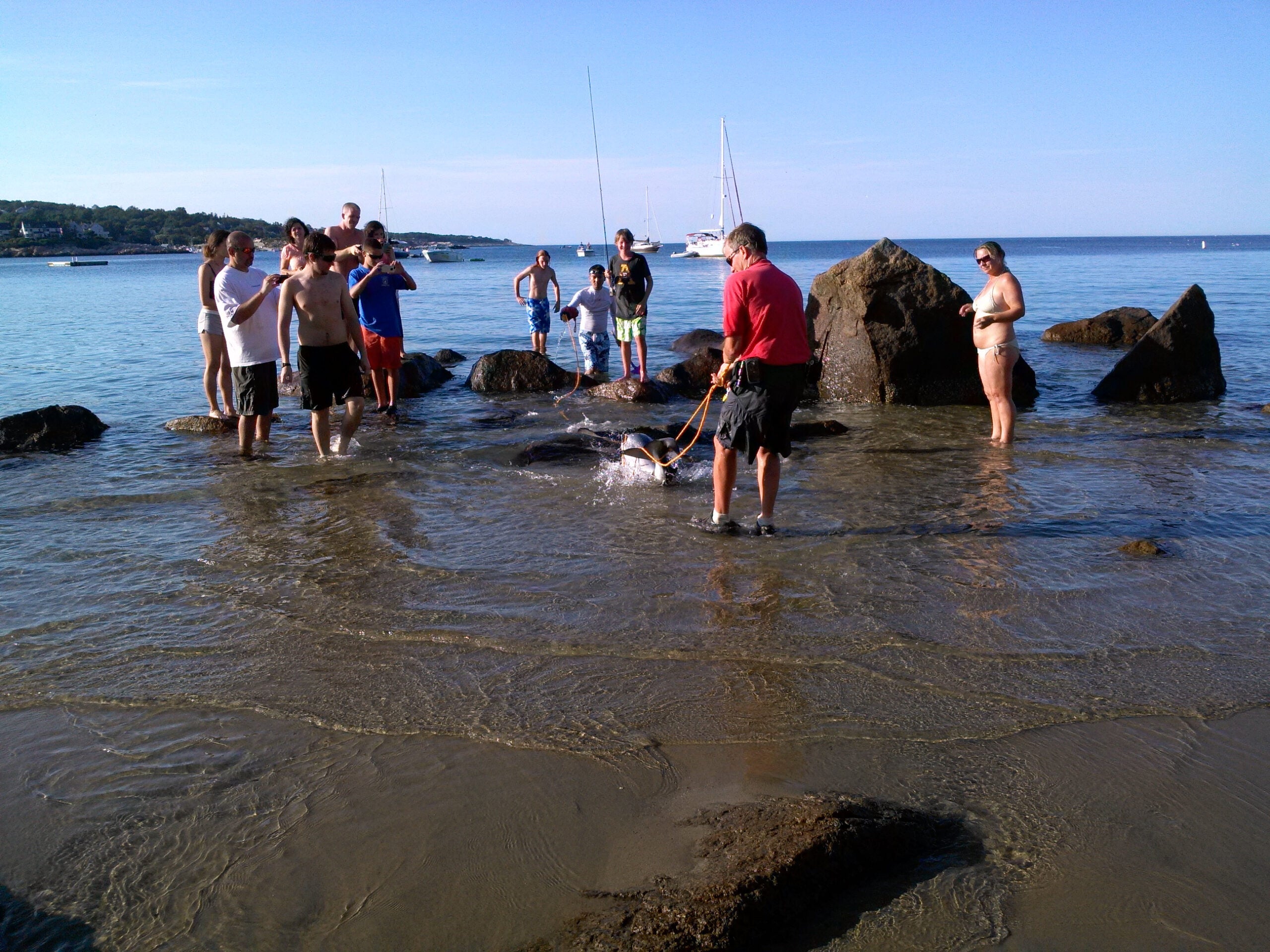 Rockport harbormaster lassos blue shark to shore; turns out to just ...