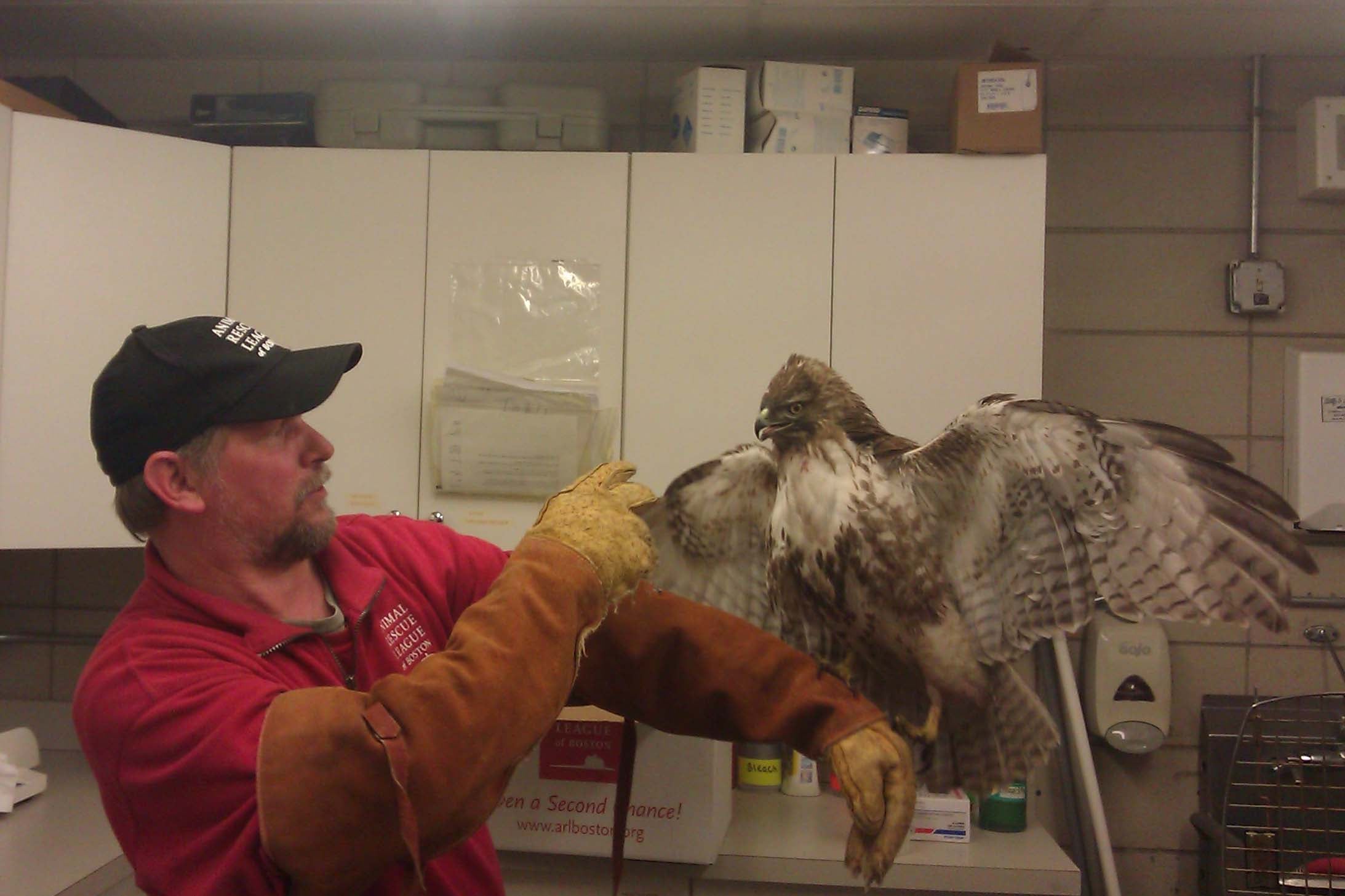 Red-tailed hawk hitches a train ride into North Station