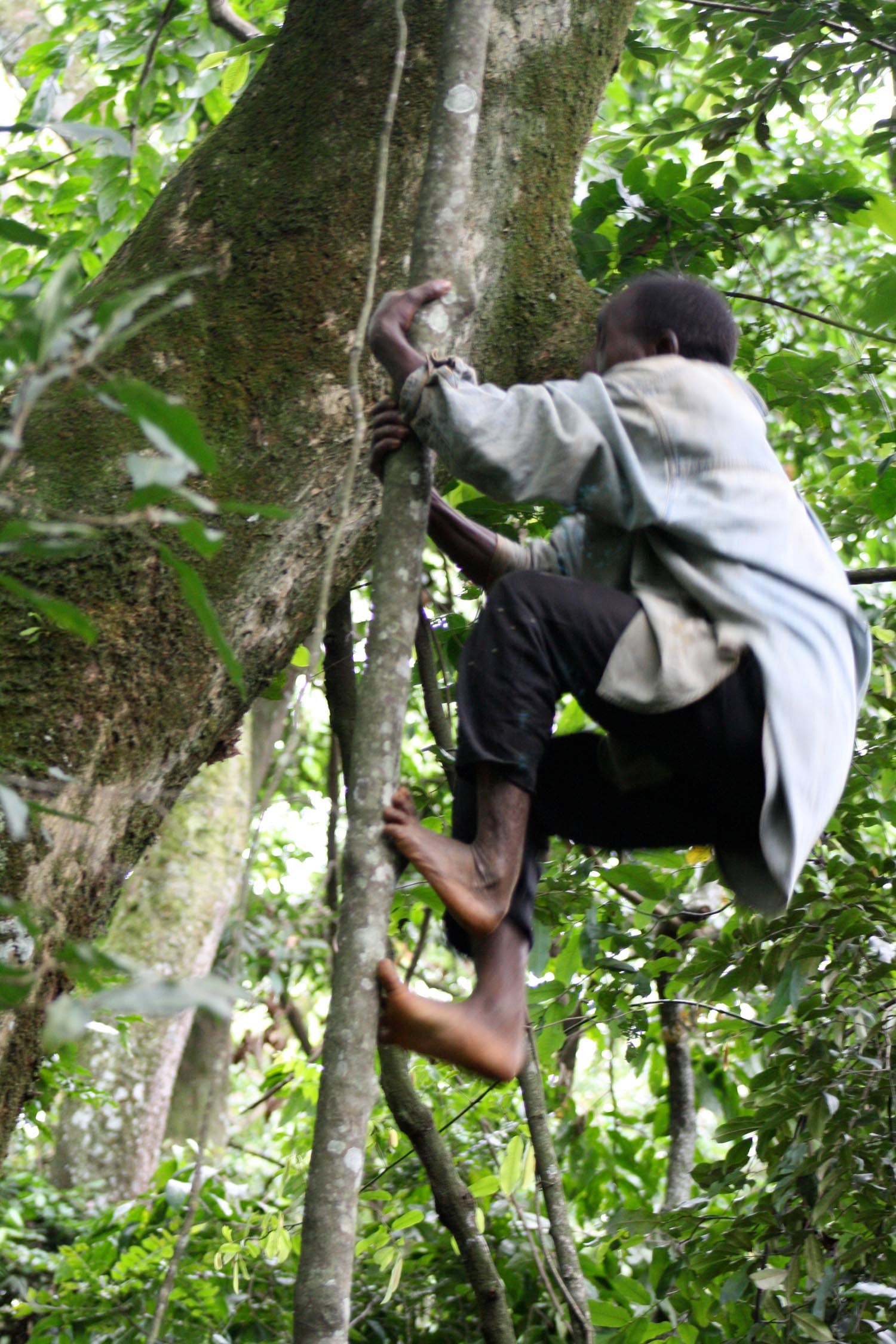Modern hunter-gatherers’ remarkable tree-climbing skill sheds light on ...