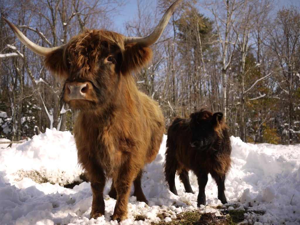 In snow-walloped W. Mass., residents shovel, sled -- and dig out cows