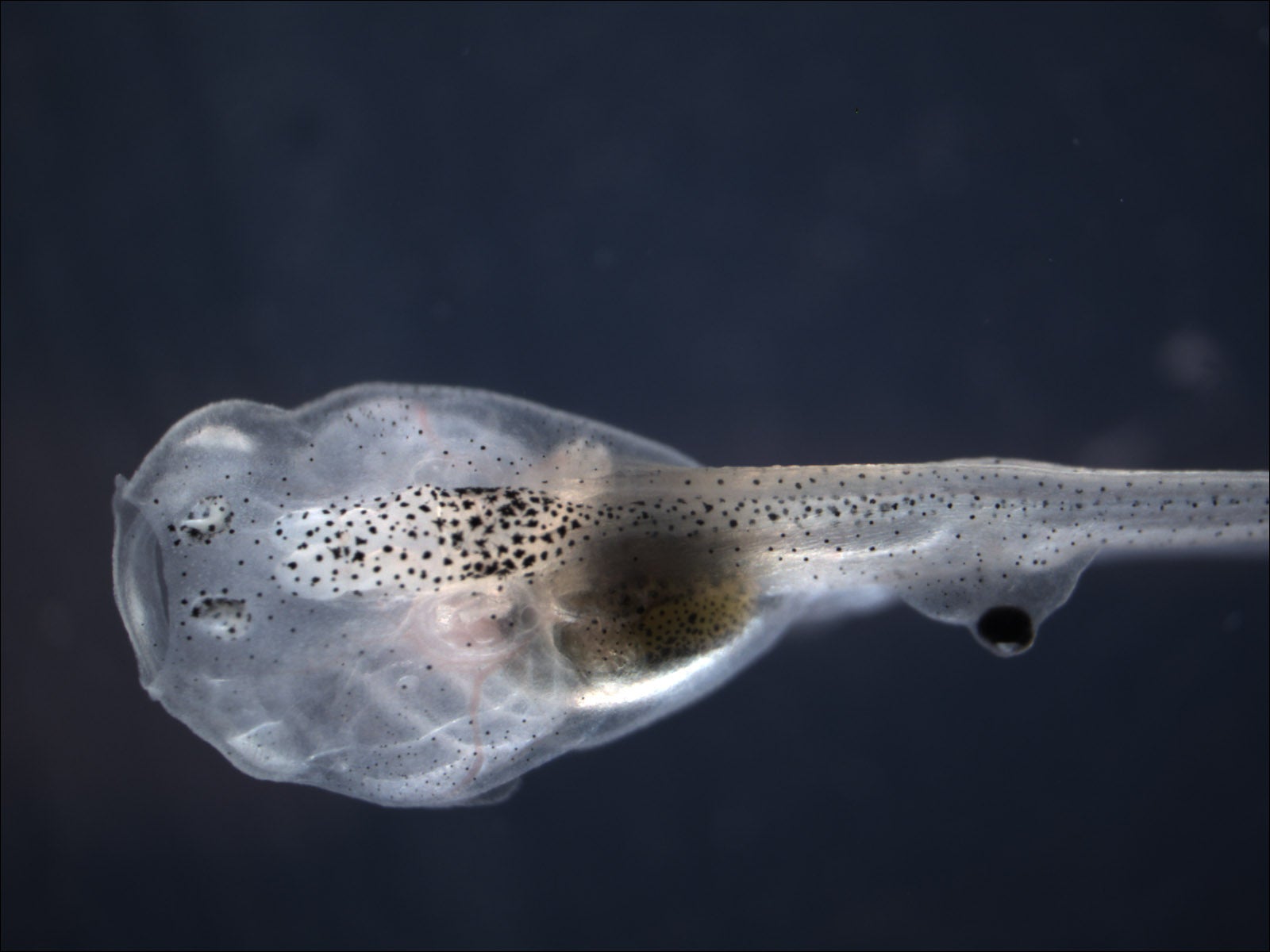 Tadpoles ‘see’ with eyes on their tails in Tufts experiment