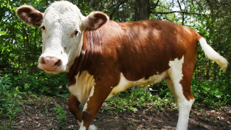 Police use Taser to subdue wayward cow