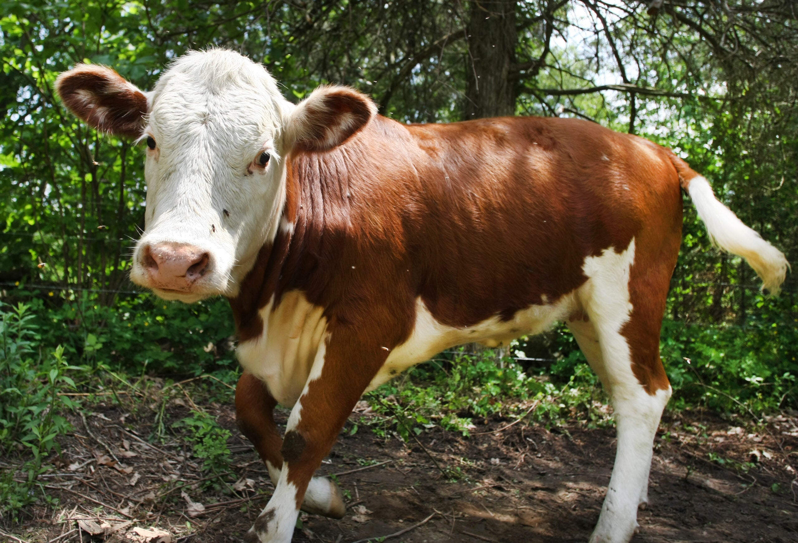 Police use Taser to subdue wayward cow