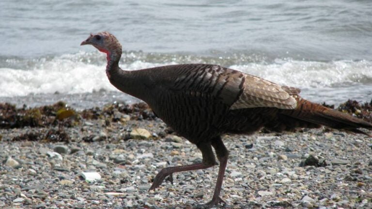 Why did the turkey cross the harbor? Nobody knows