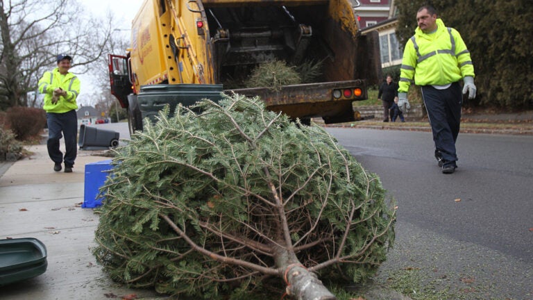 Boston Yard Waste