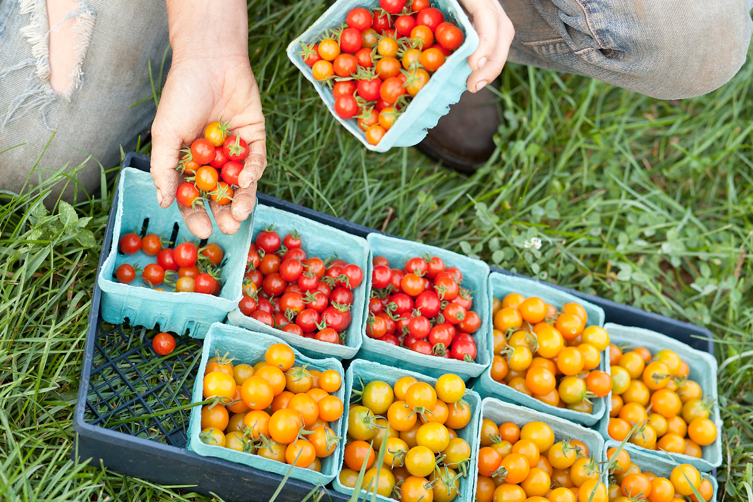 6 yummy ways to prepare tomatoes