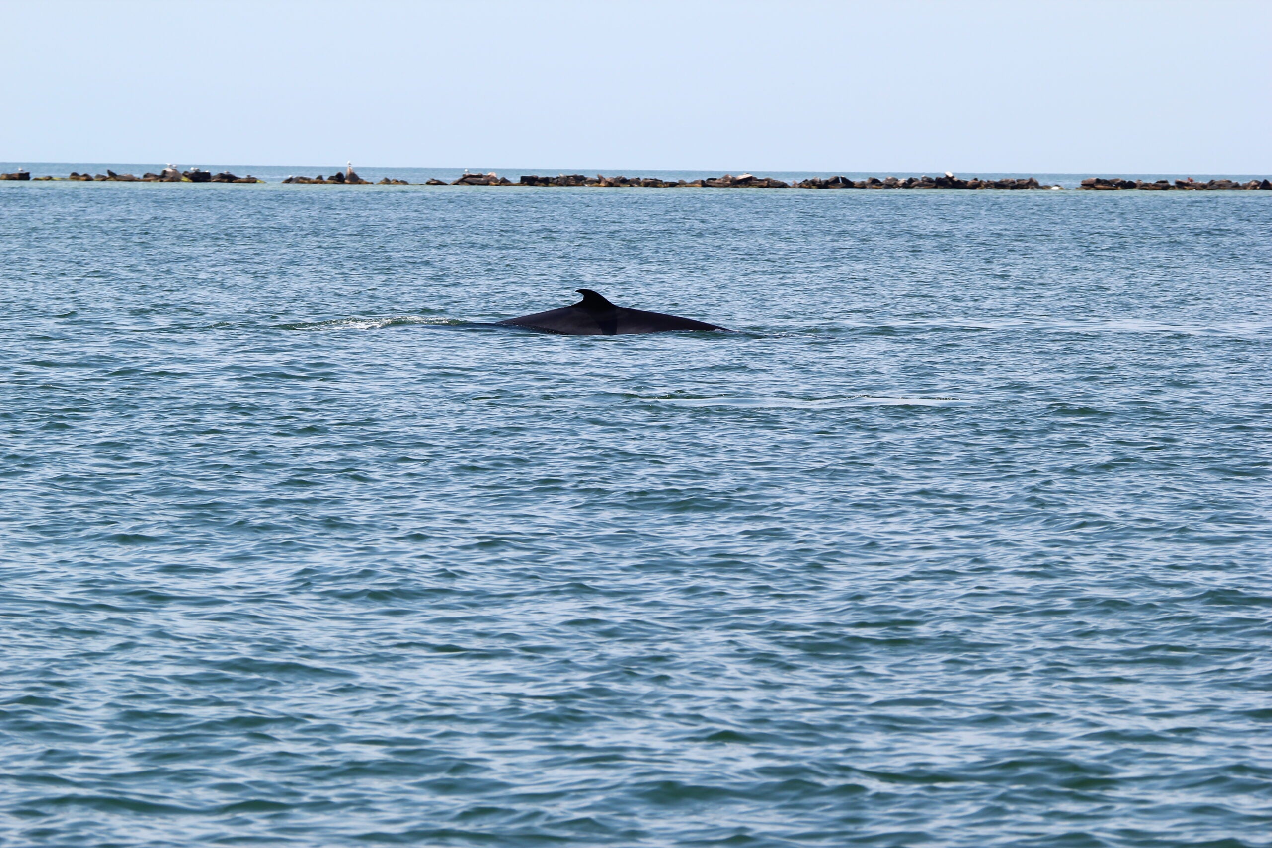 Minke whale pays a visit to Nantucket Harbor