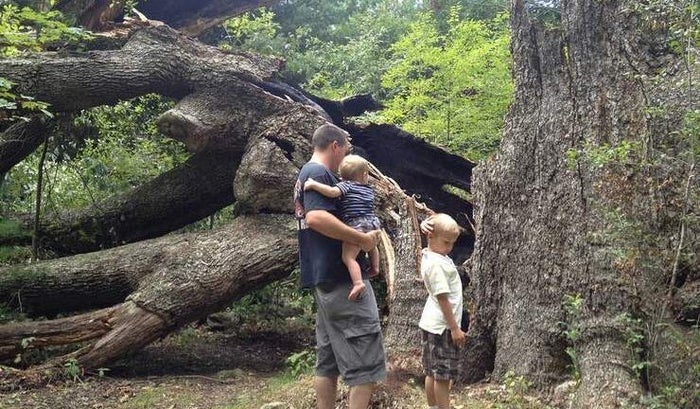 Behemoth tree in New Braintree is victim of suspected arson