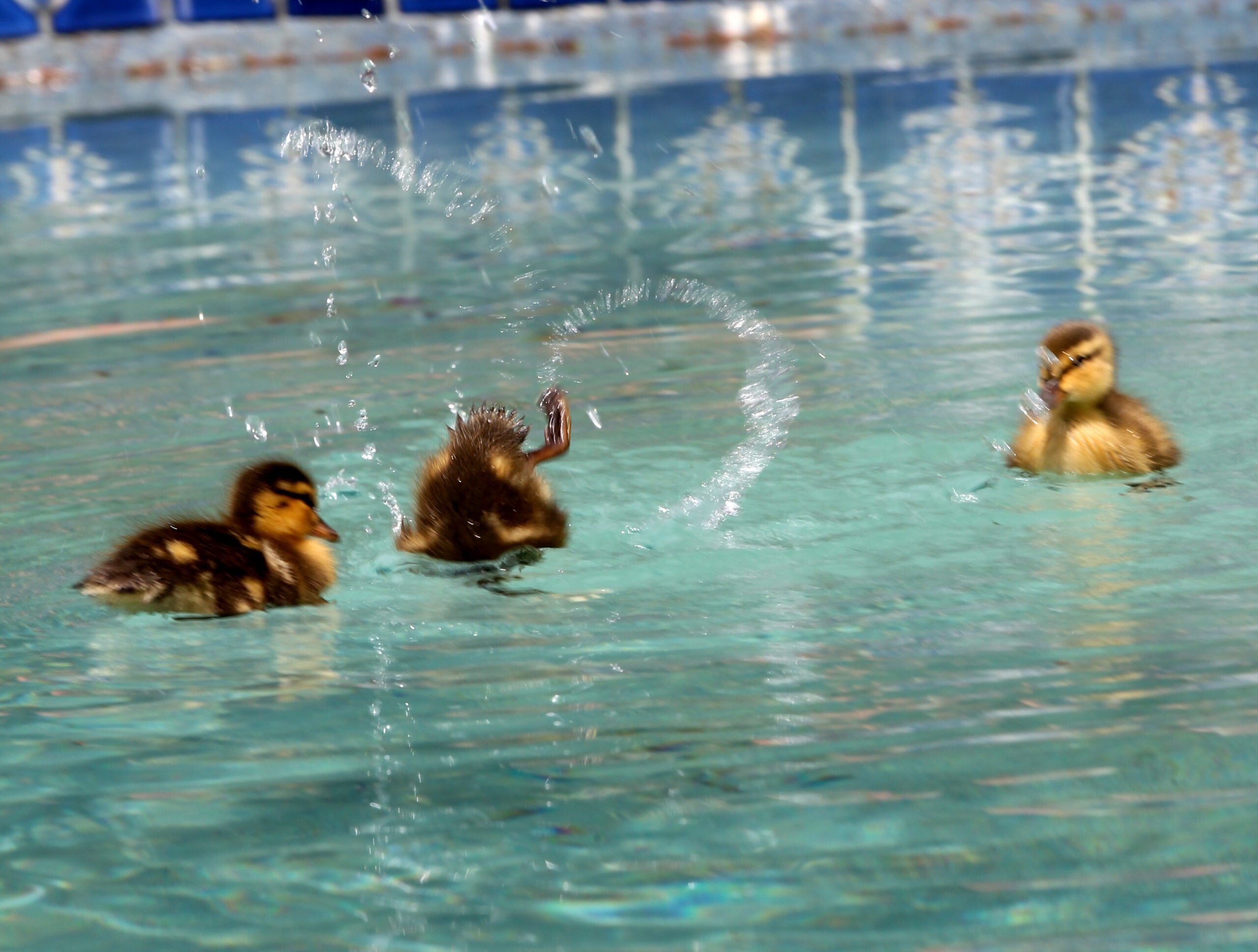 Make way for these ducklings -- feathered visitors take over Bedford pool