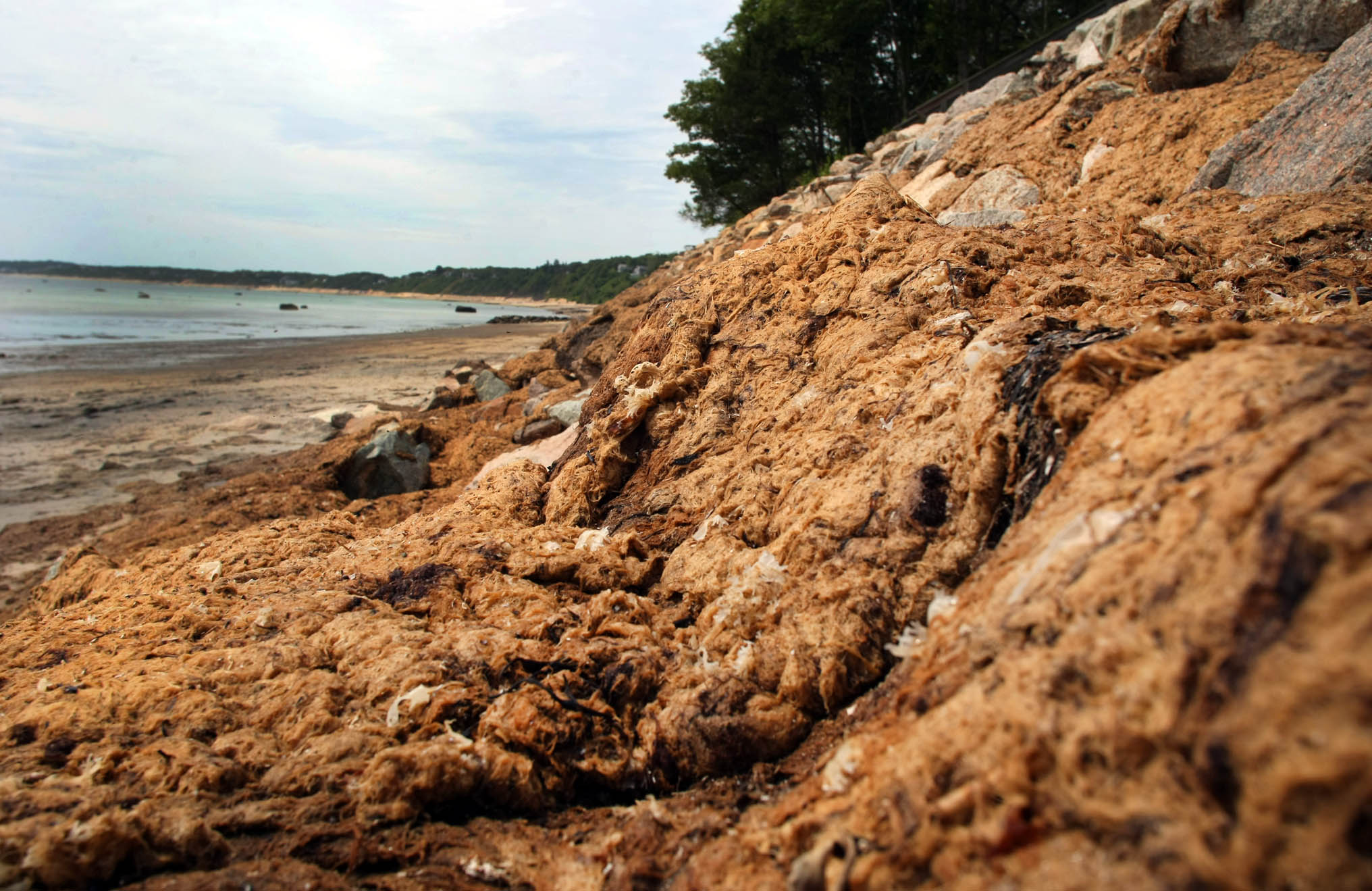Invasive seaweed threatens environment along New England coast