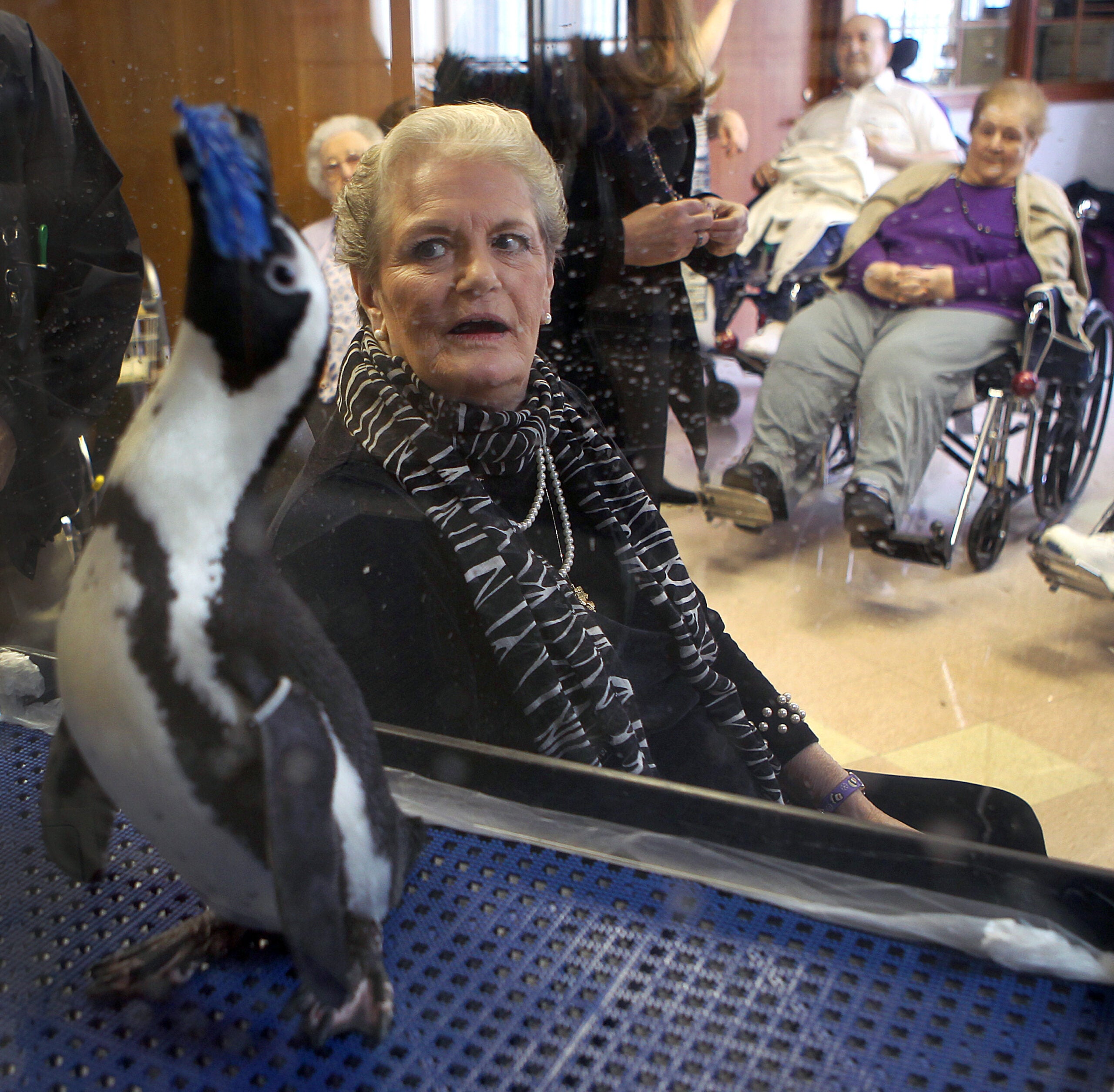 New England Aquarium penguin beguiles nursing home residents; tuxedo ...