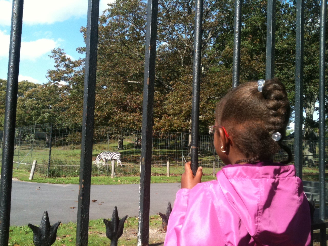 Zebras briefly escape in Franklin Park Zoo