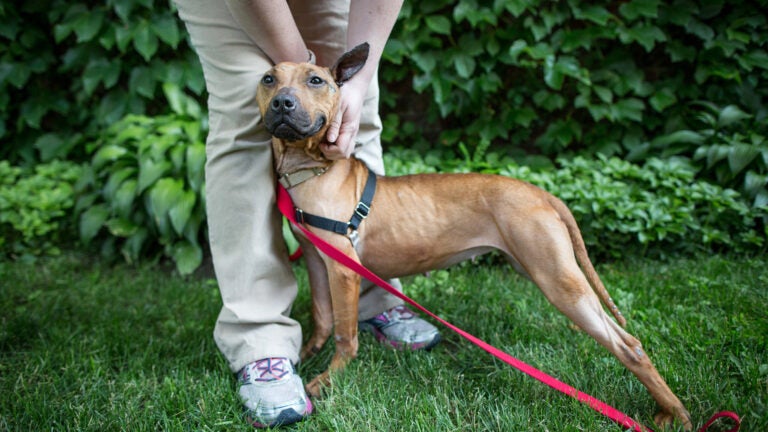 Boston Animal Shelter Under Investigation for ‘Disturbing’ Conditions
