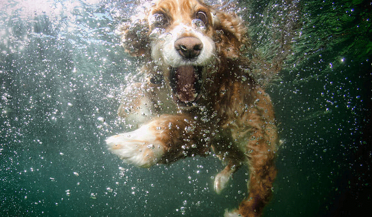 Your Dog Looks Terrifying, Hilarious Underwater