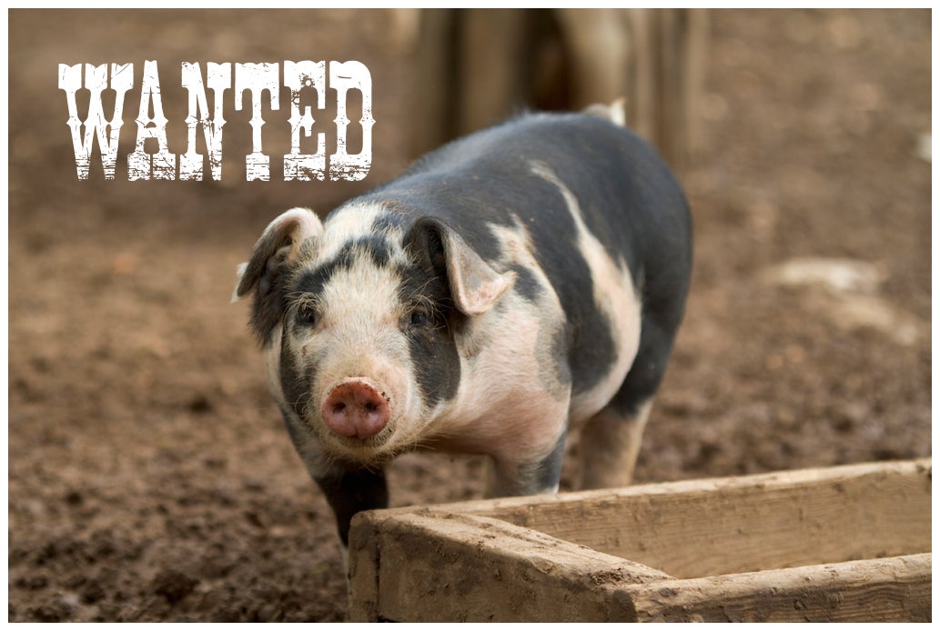 Threatening Maine Pig Strikes Again, and the Search Is On