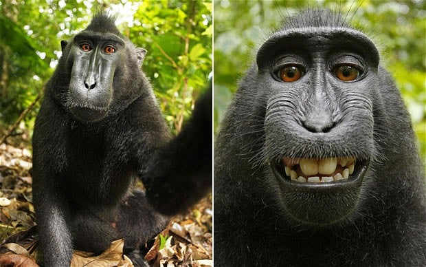 Selfie-Taking Macaque Makes a Monkey Out of Photographer