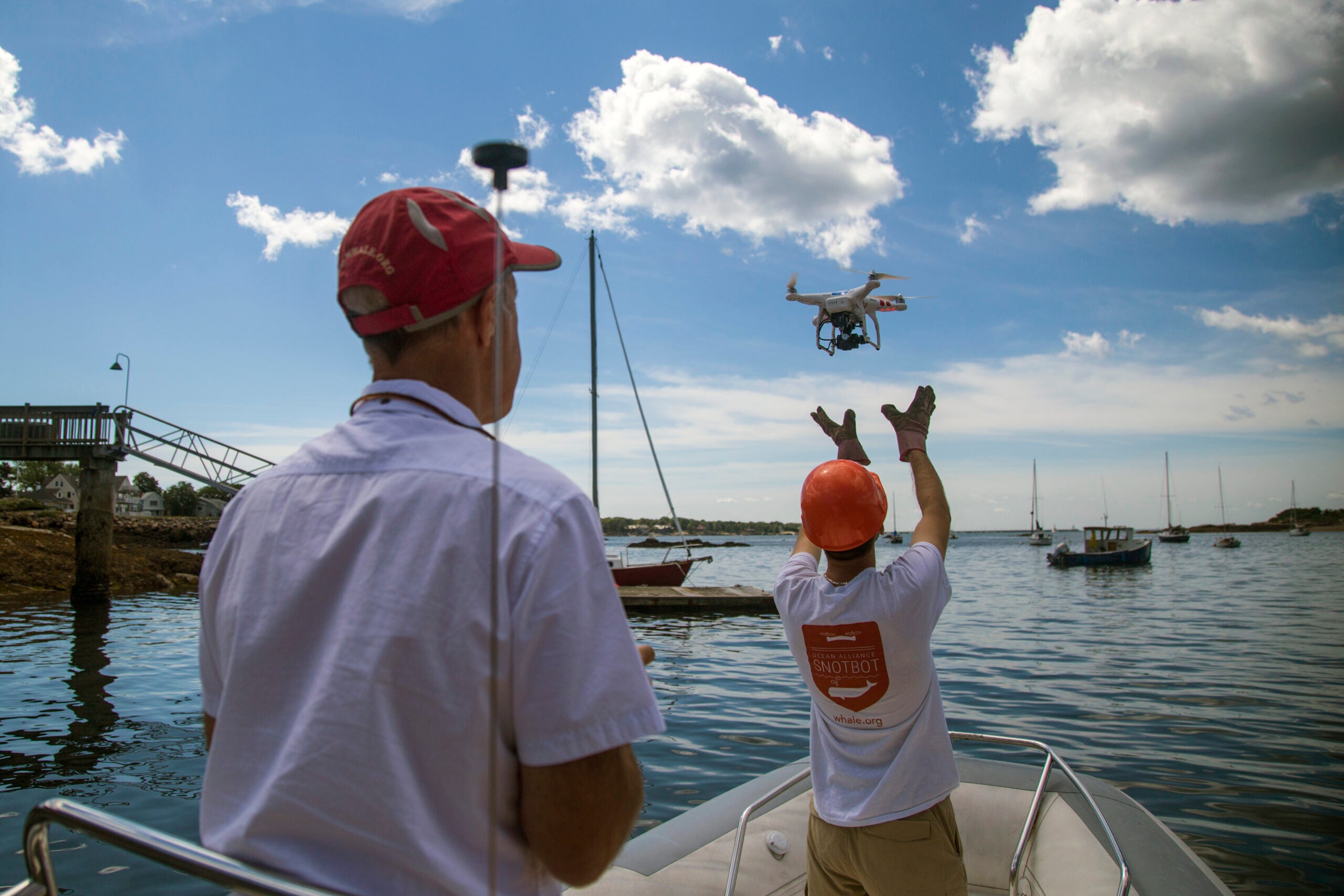 Bee bots: MIT professor develops tiny durable drones that behave like ...