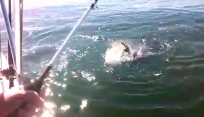 Boston’s sunfish guy is heading to Jimmy Kimmel Live