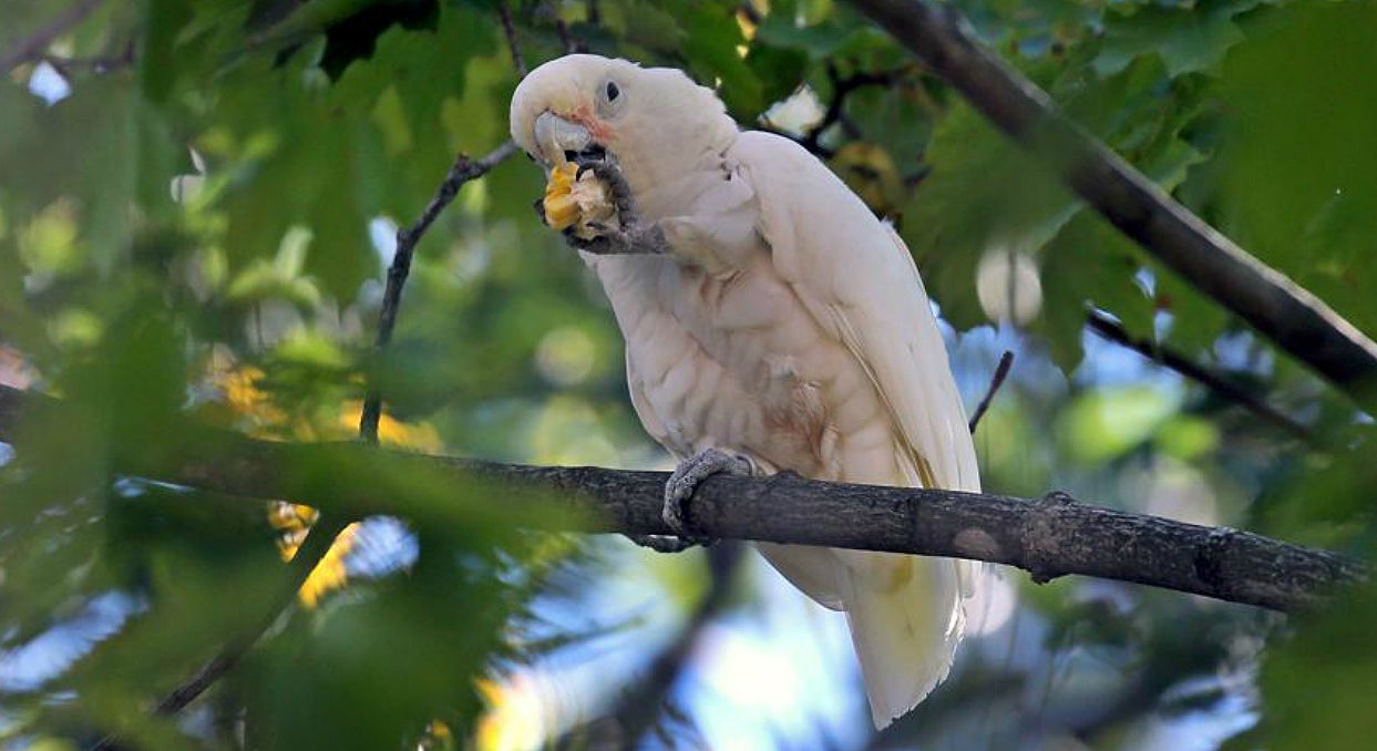 There’s a ‘troubled’ cockatoo terrorizing residents in Brookline