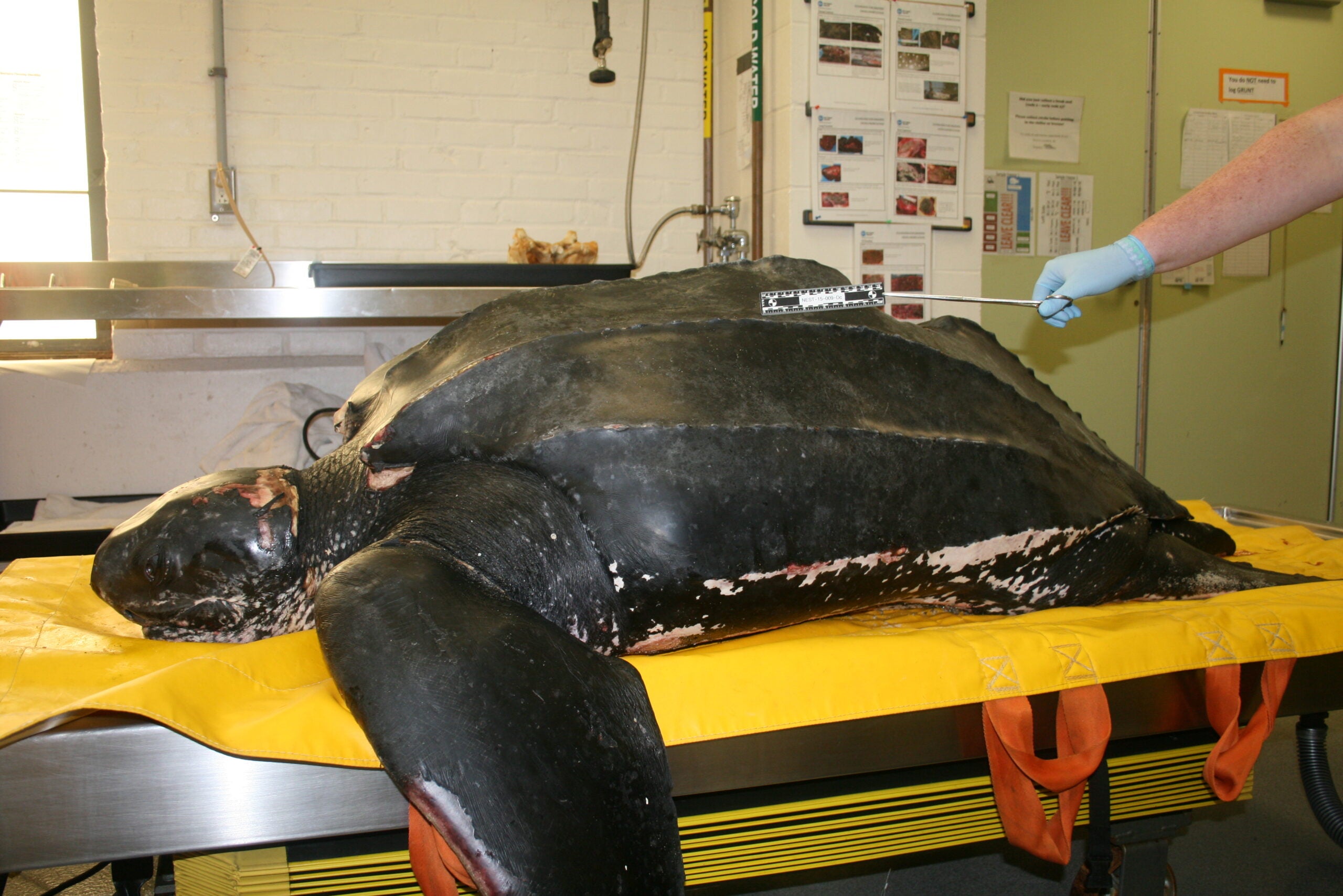 400-pound turtle killed after being caught in rope, hit by boat, and ...
