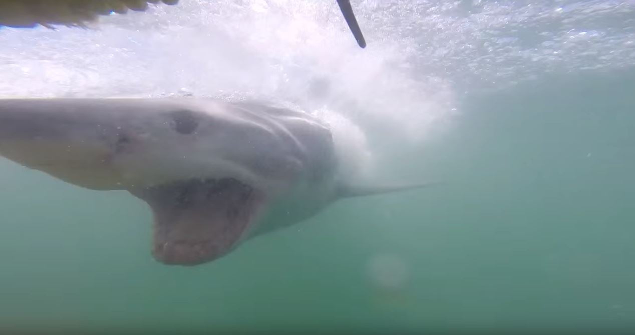 These newlyweds from Connecticut got up close and personal with a great ...