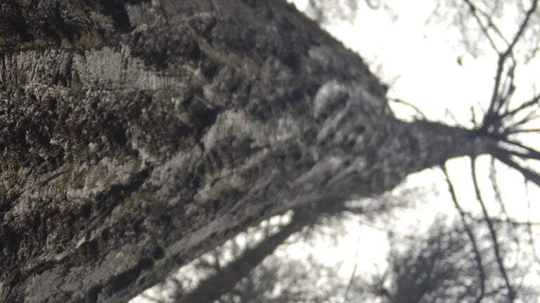 North America’s tallest chestnut tree discovered in Maine