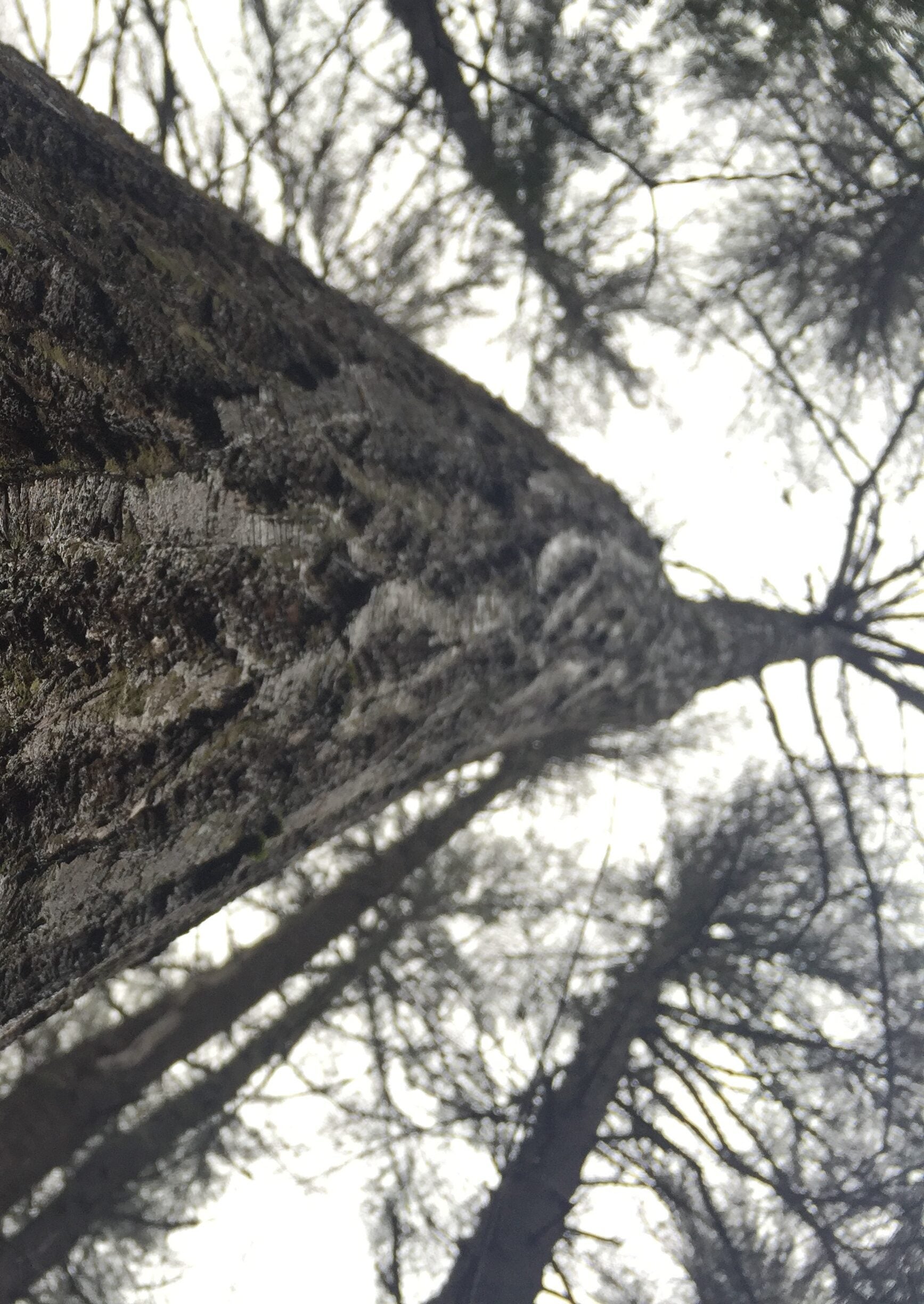 North America’s tallest chestnut tree discovered in Maine