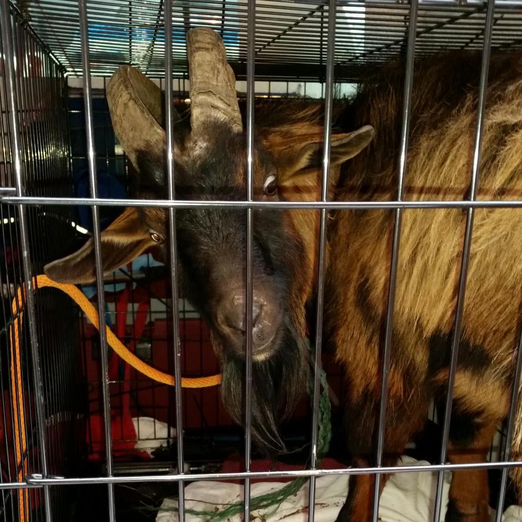 Famous runaway goat finds home in Massachusetts sanctuary