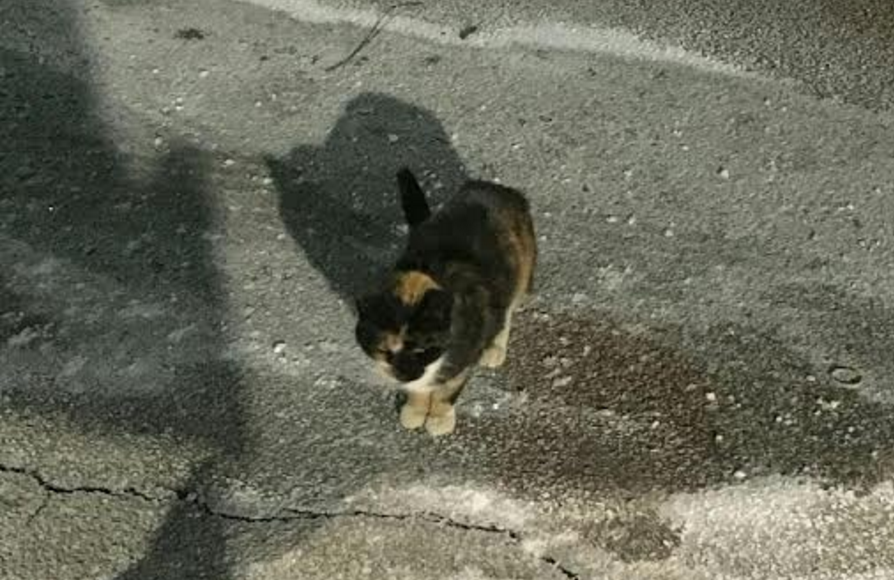 Boston Police’s ‘SWAT Cat’ has returned