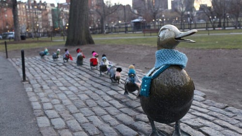 Make way for how cute the Boston Public Garden ducklings are with ...
