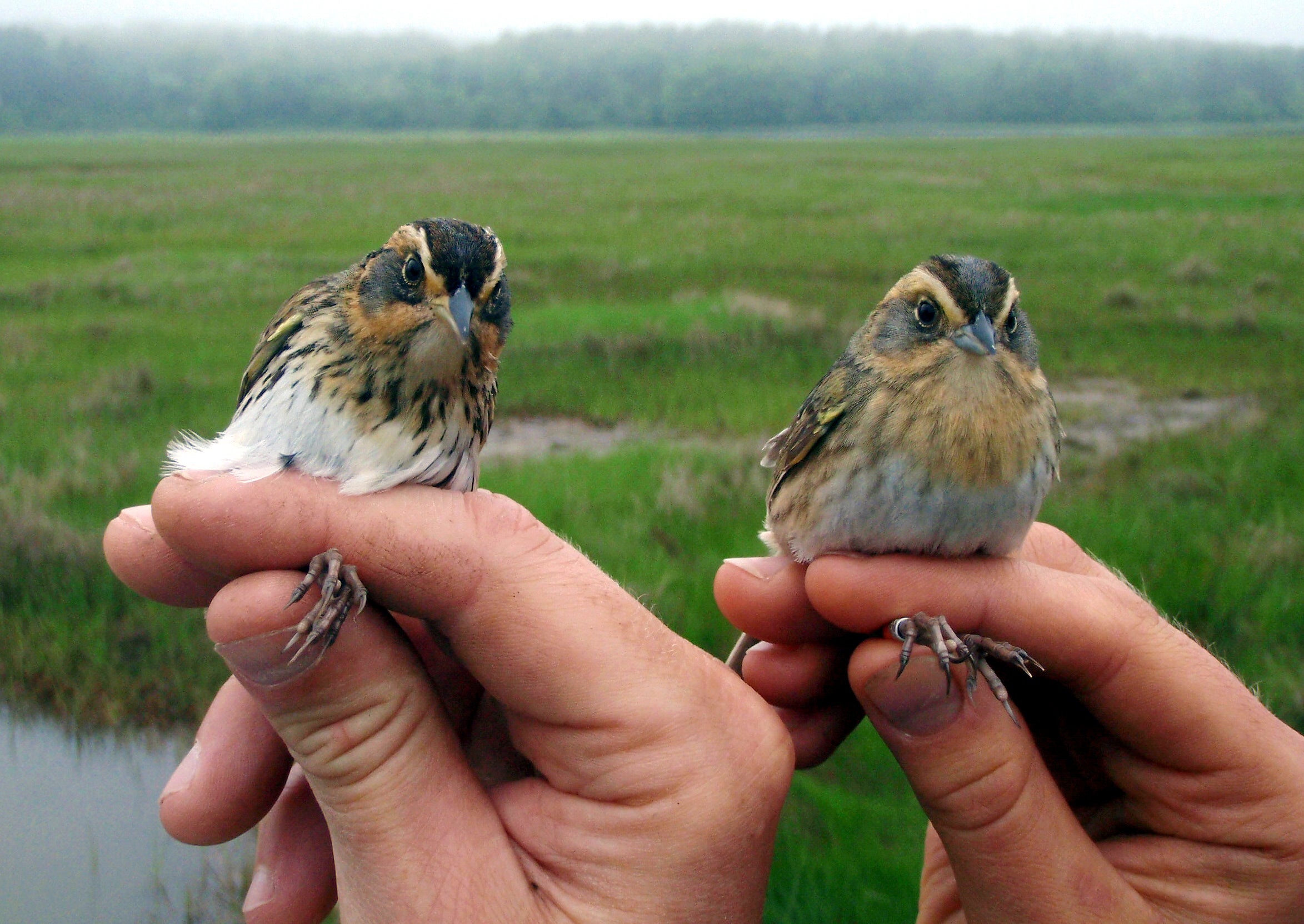 East Coast's saltmarsh sparrow disappearing, scientists say
