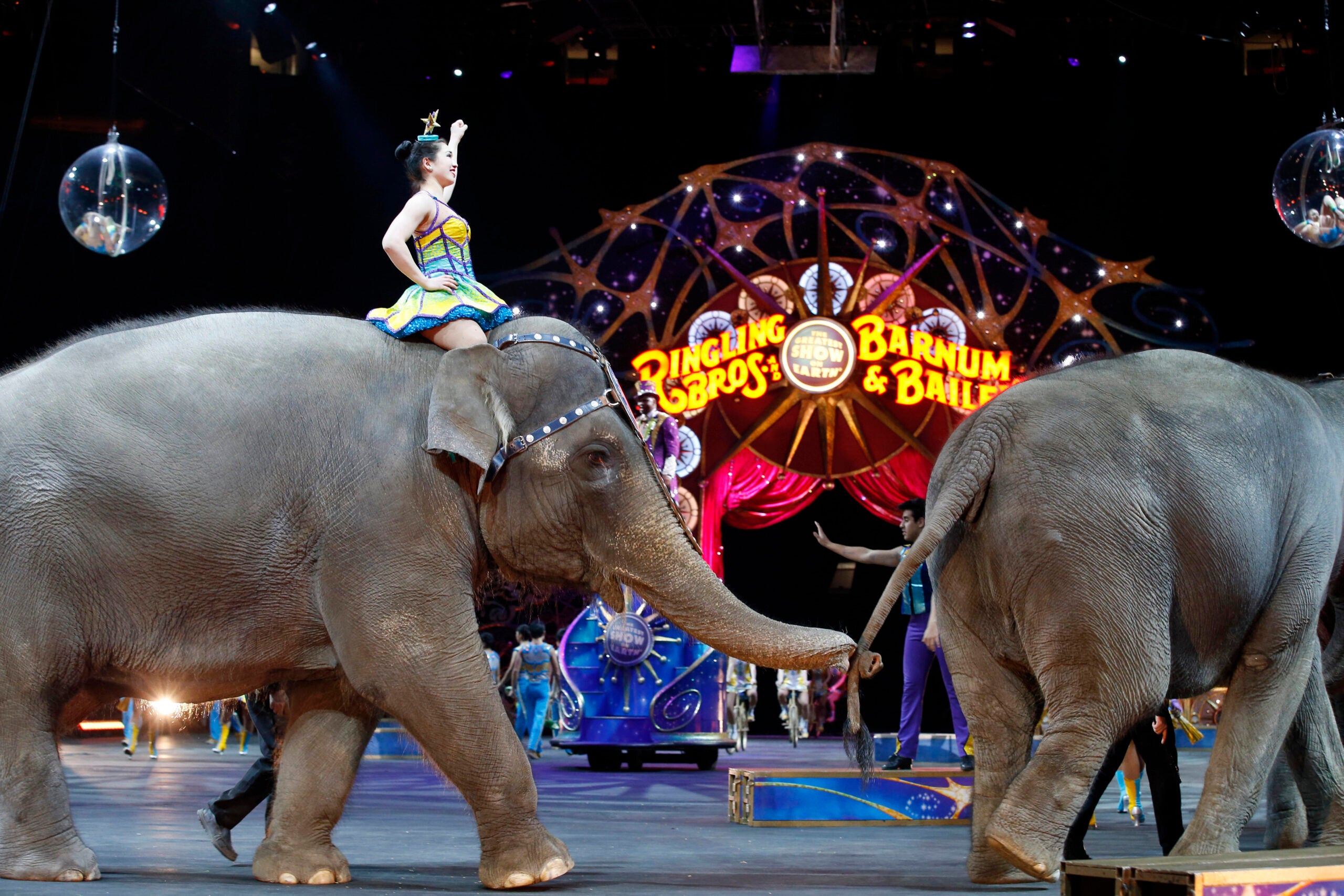 Denmark buys 4 circus elephants to retire them