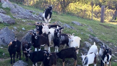 There are 46 goats that need new homes at the MSPCA