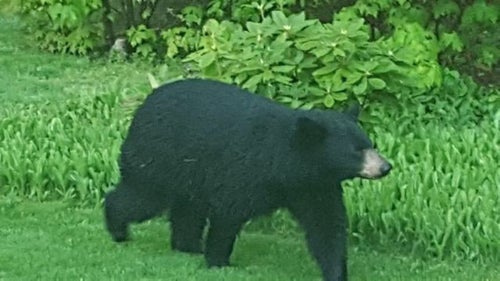 Officials: Bear captured in Brookline was the same one that rambled ...
