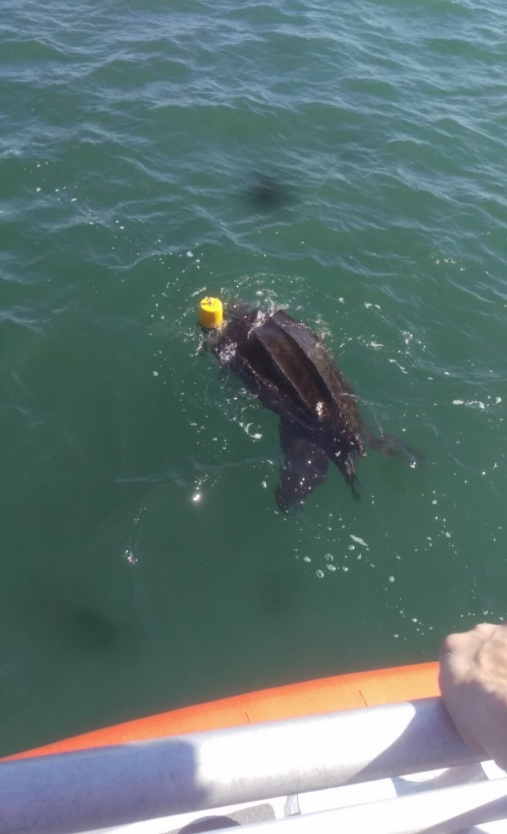 Sea turtle stuck in fishing line freed