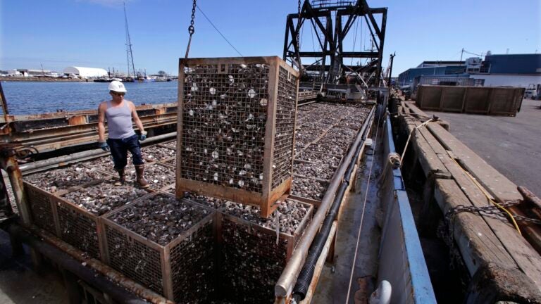 As clam harvesting declines, could farming be the answer?