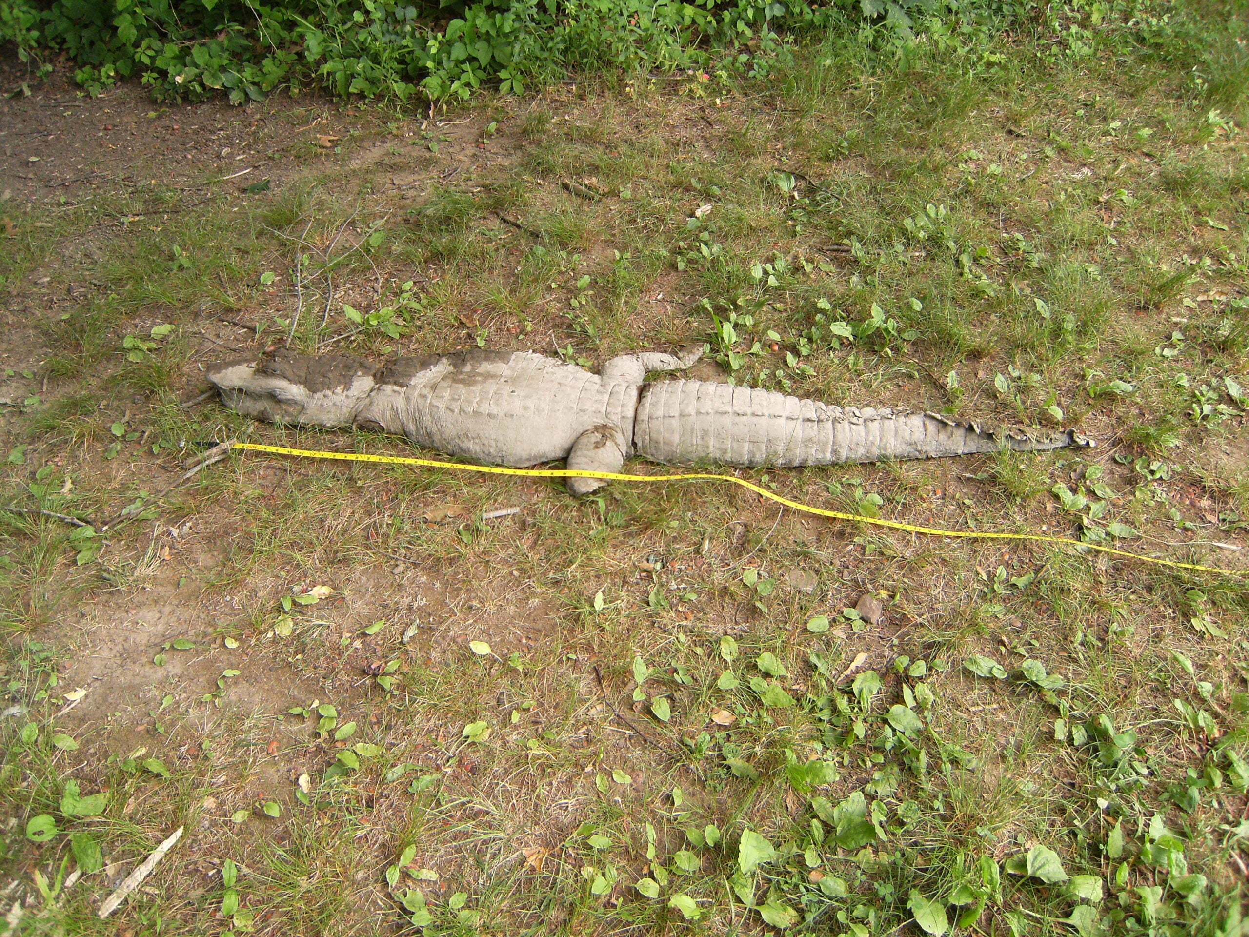 'Alligator' spotted along Connecticut river is stuffed toy