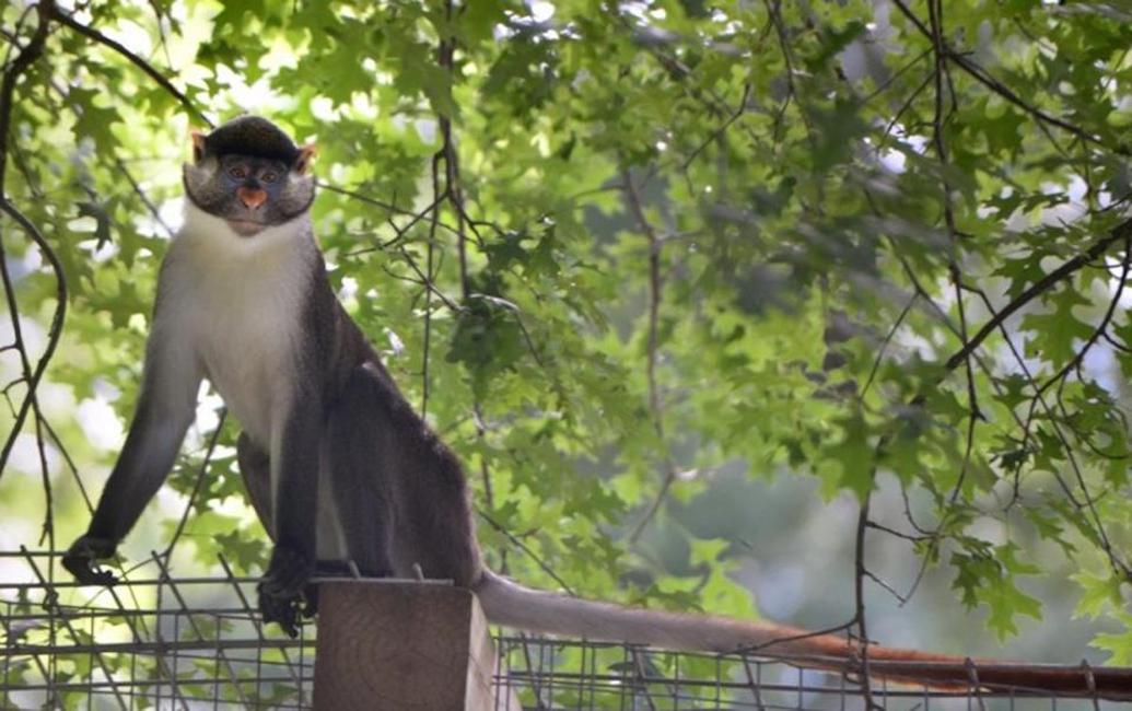 Dizzy the monkey is still on the loose inside a Springfield zoo