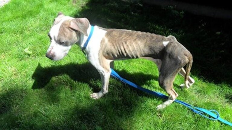 PETA offers reward to help find person responsible for emaciated pit bull