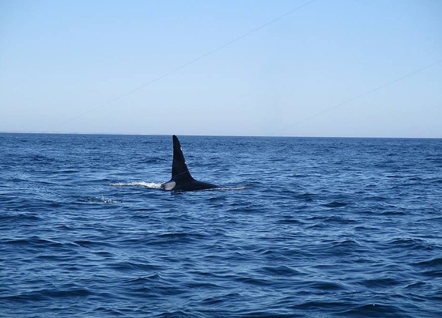 Killer whale off Cape Cod has been spotted in New England waters before