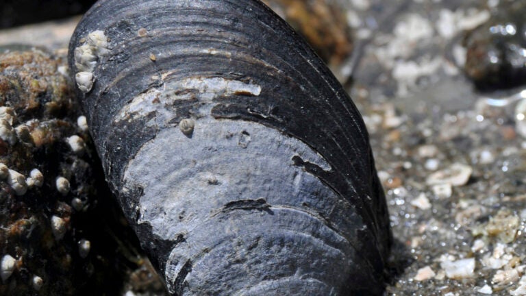 Maine issues shellfish recall